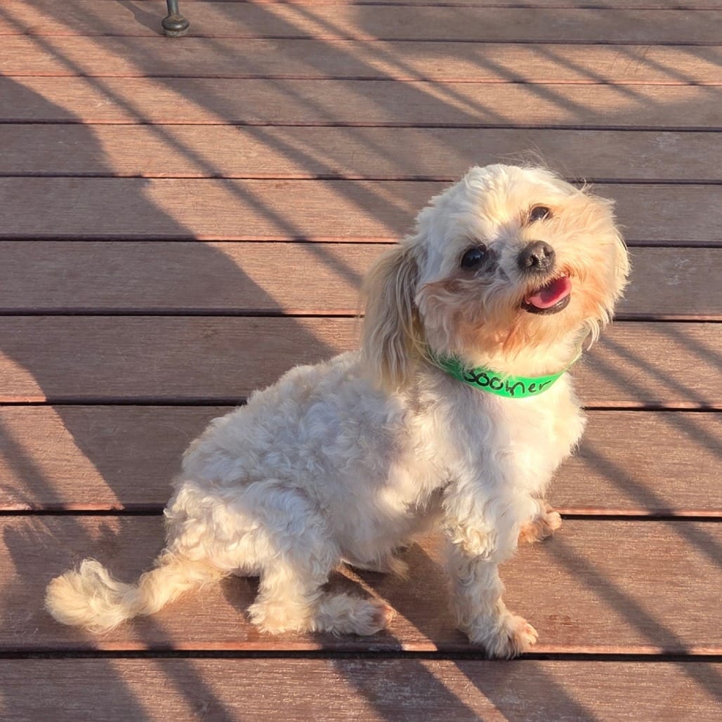 Adopt Boomer Today - Find Paw Pal