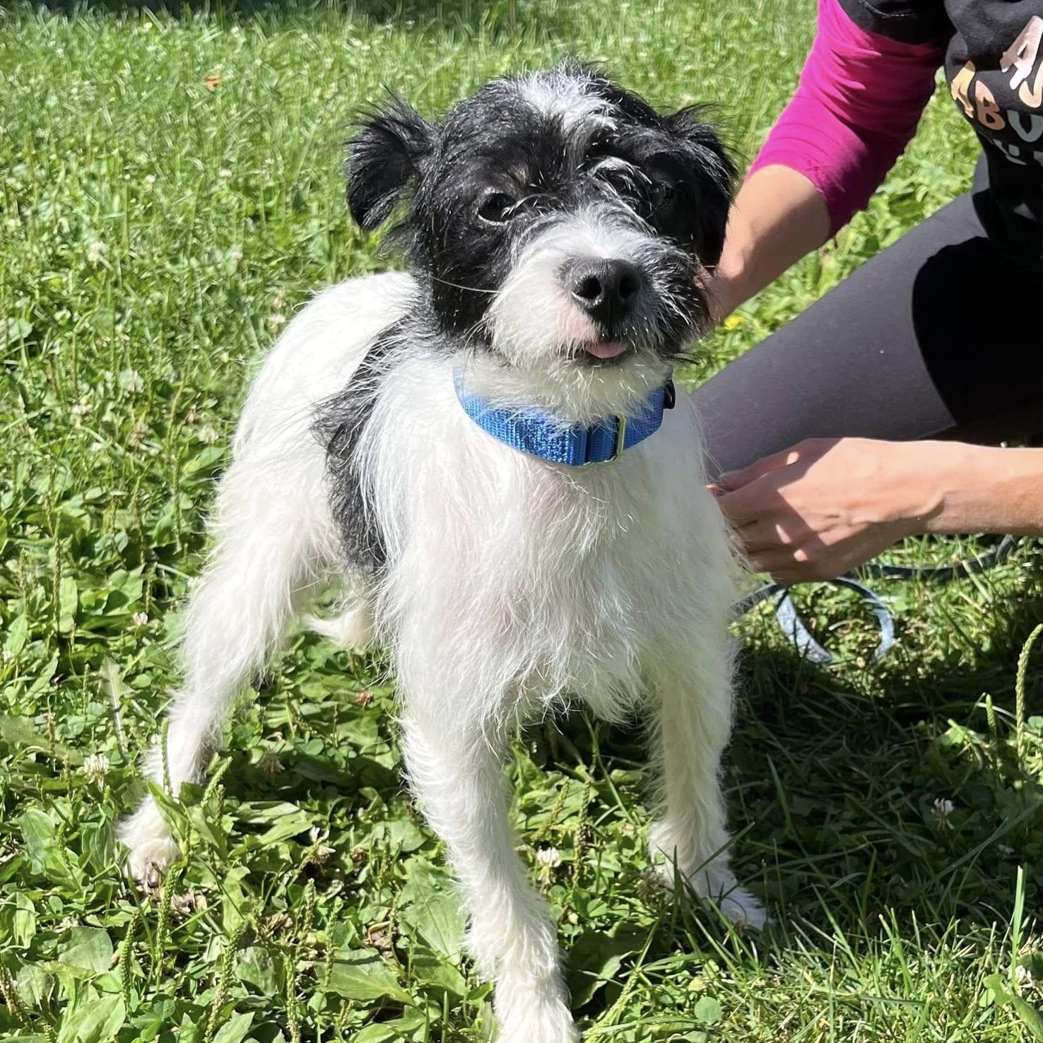 Adopt Winston Today - Find Paw Pal