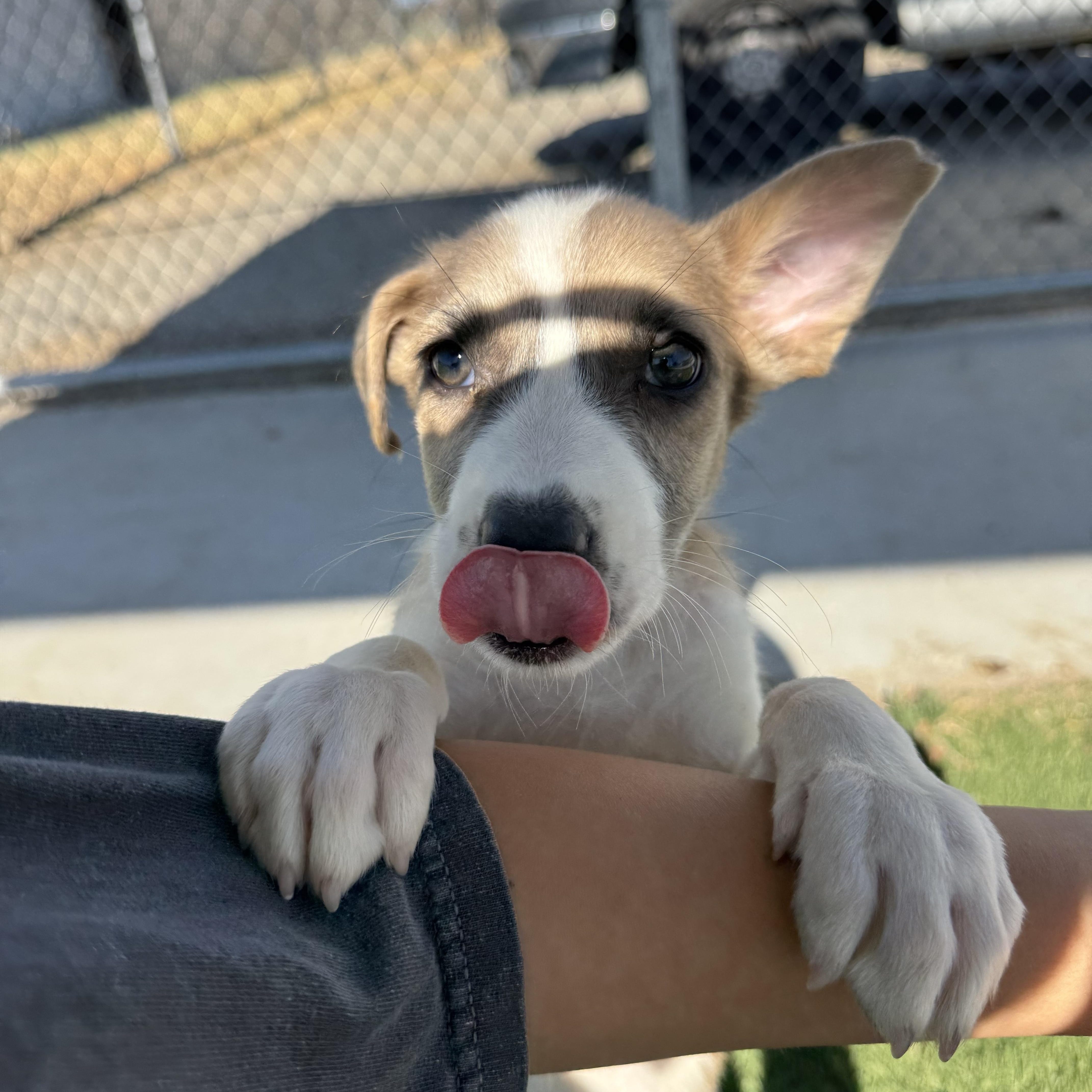 Adopt CHAI ( AVAILABLE: 7/23/25) Today - Pets TheCountyOffice