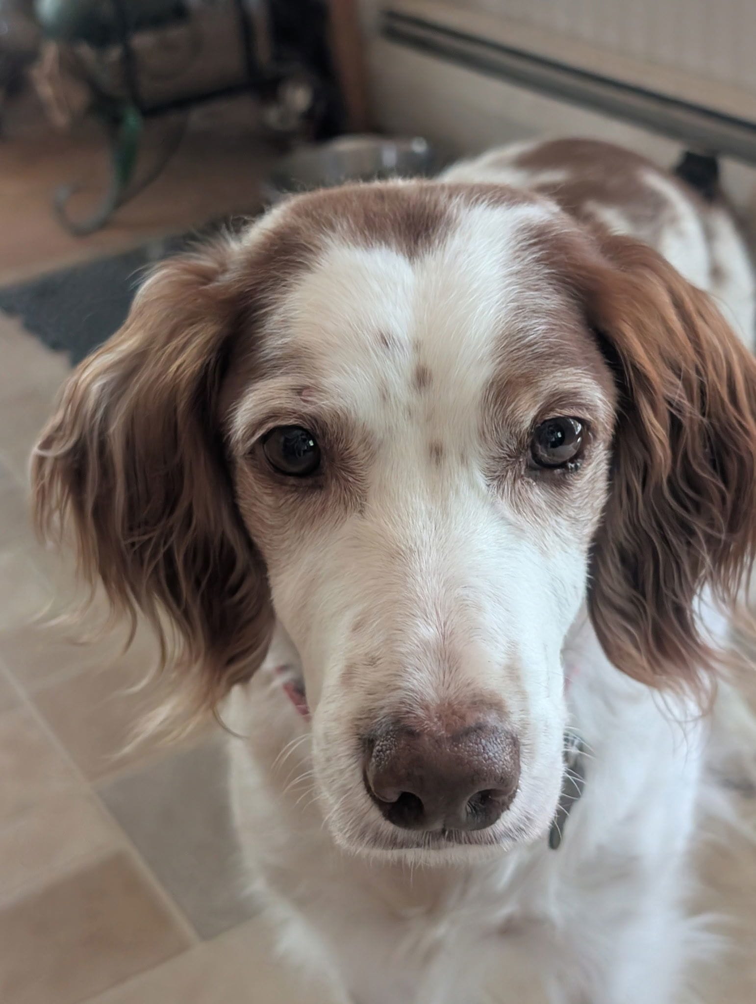 Adopt ON/Anya Today - Find Paw Pal