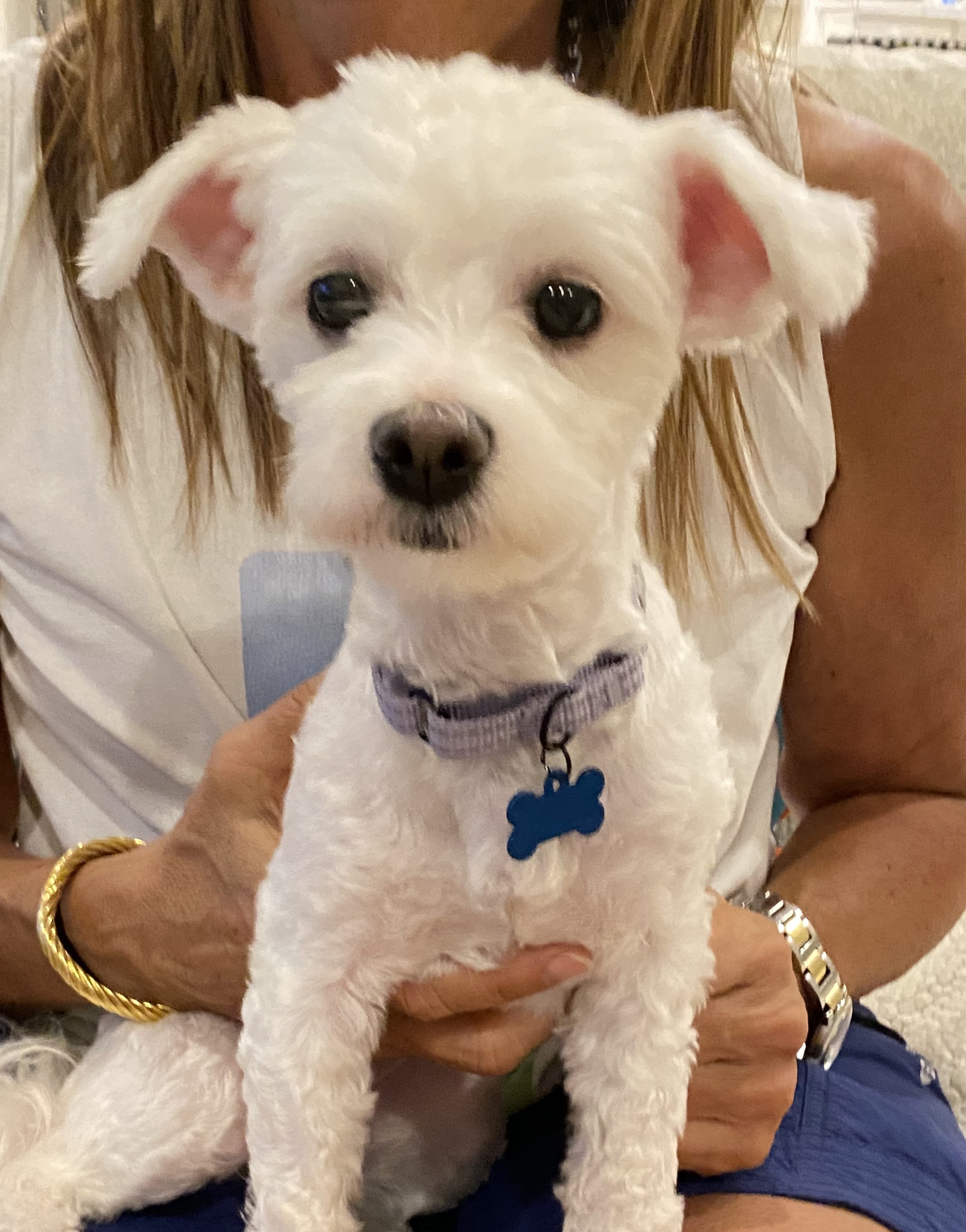 Adopt Fallon Today - Pets TheCountyOffice