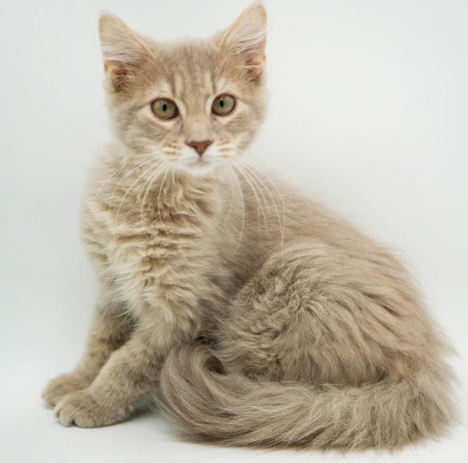 Adopt Acorn our love! Sweet and so poofy! LOVES SIS PEANUT Today - Find ...