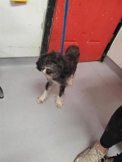 Adopt CeCe Today - Pets TheCountyOffice