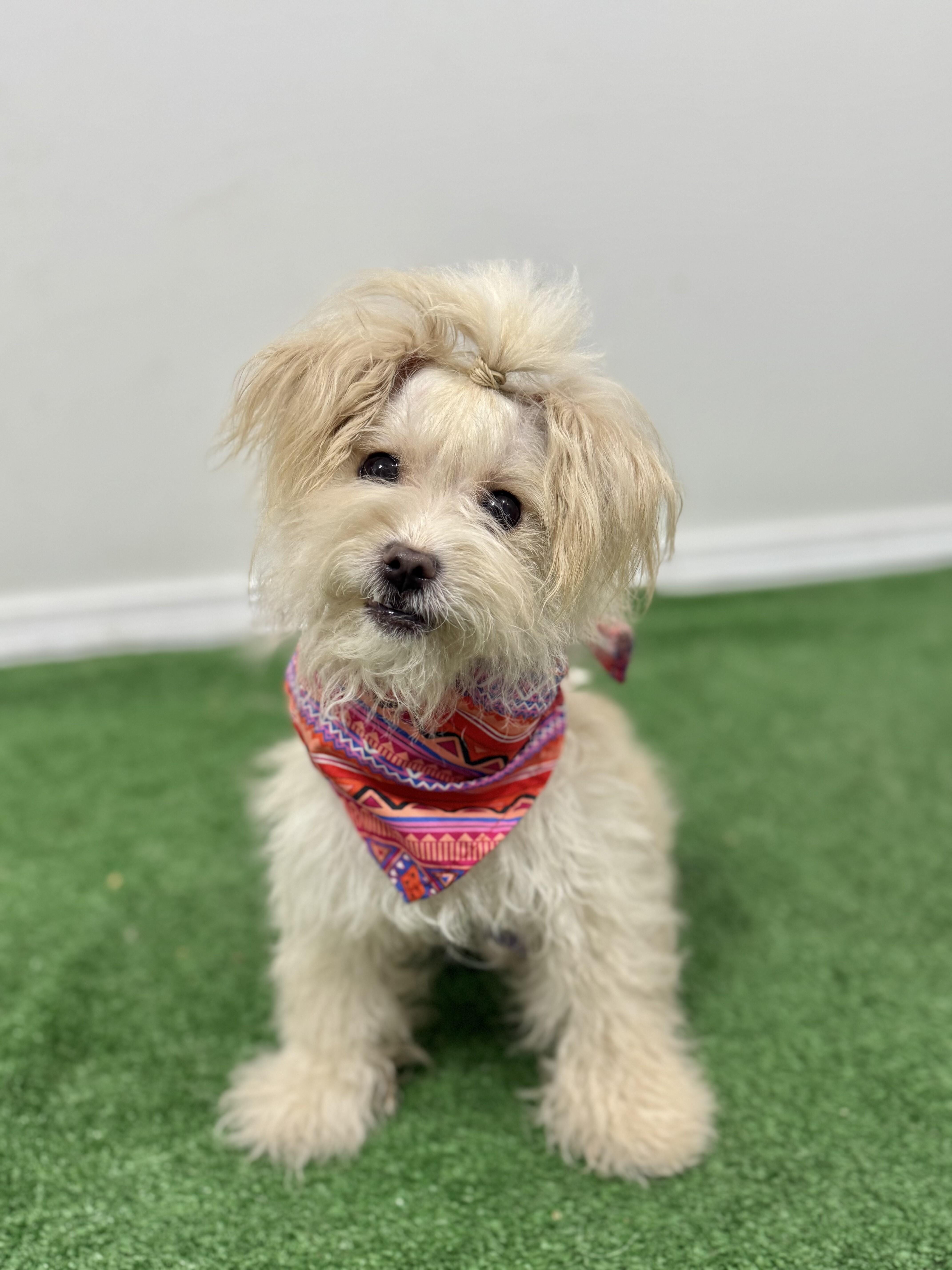 Adopt Jennie Today - Pets TheCountyOffice