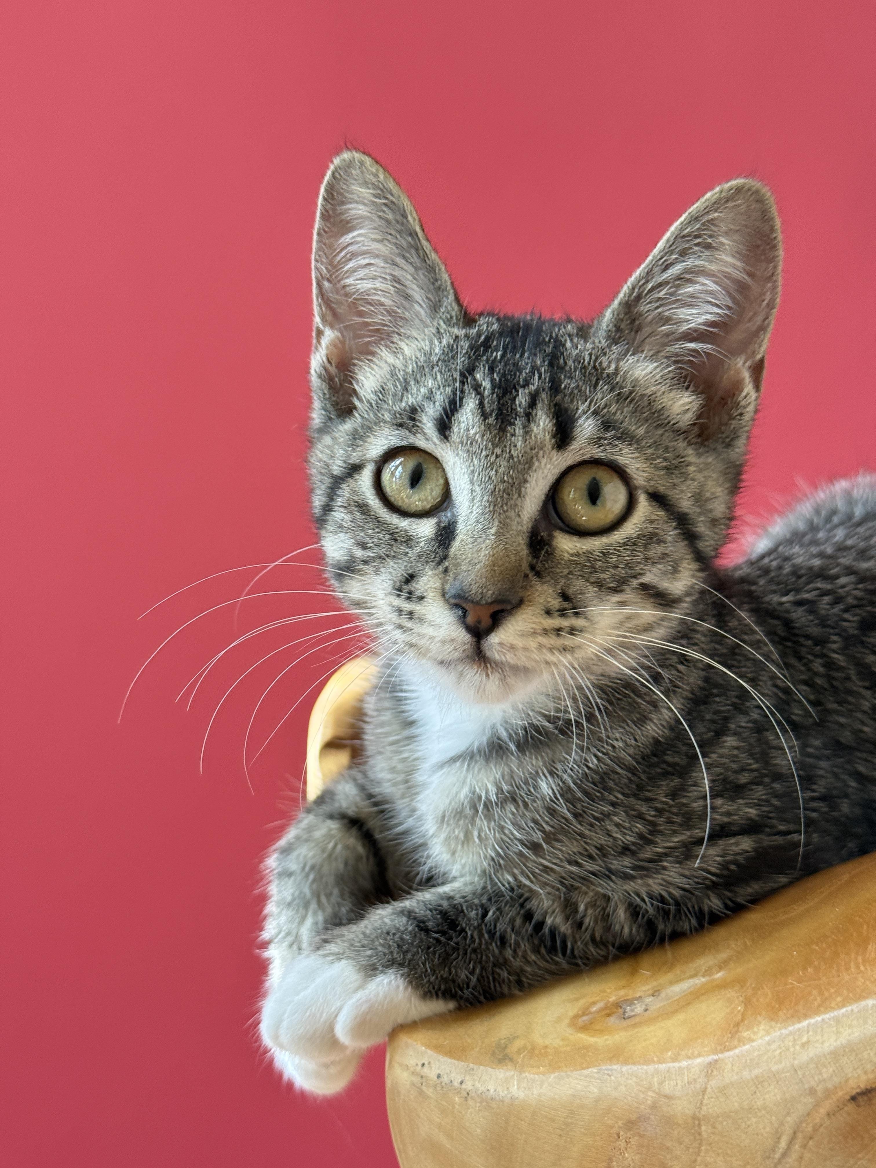 Adopt Harley Today - Find Paw Pal