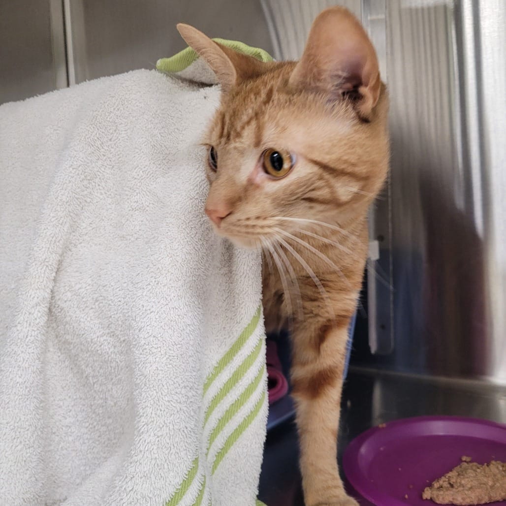 Adopt Arthur Today - Find Paw Pal