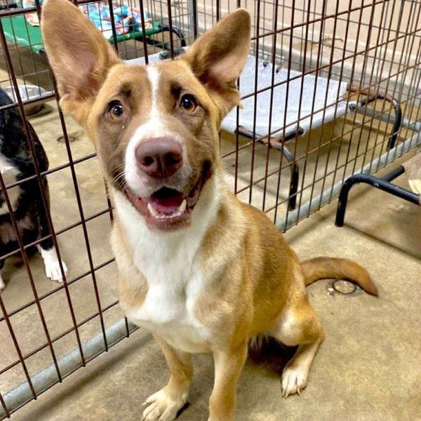 Adopt Baby Ruth Today - Find Paw Pal