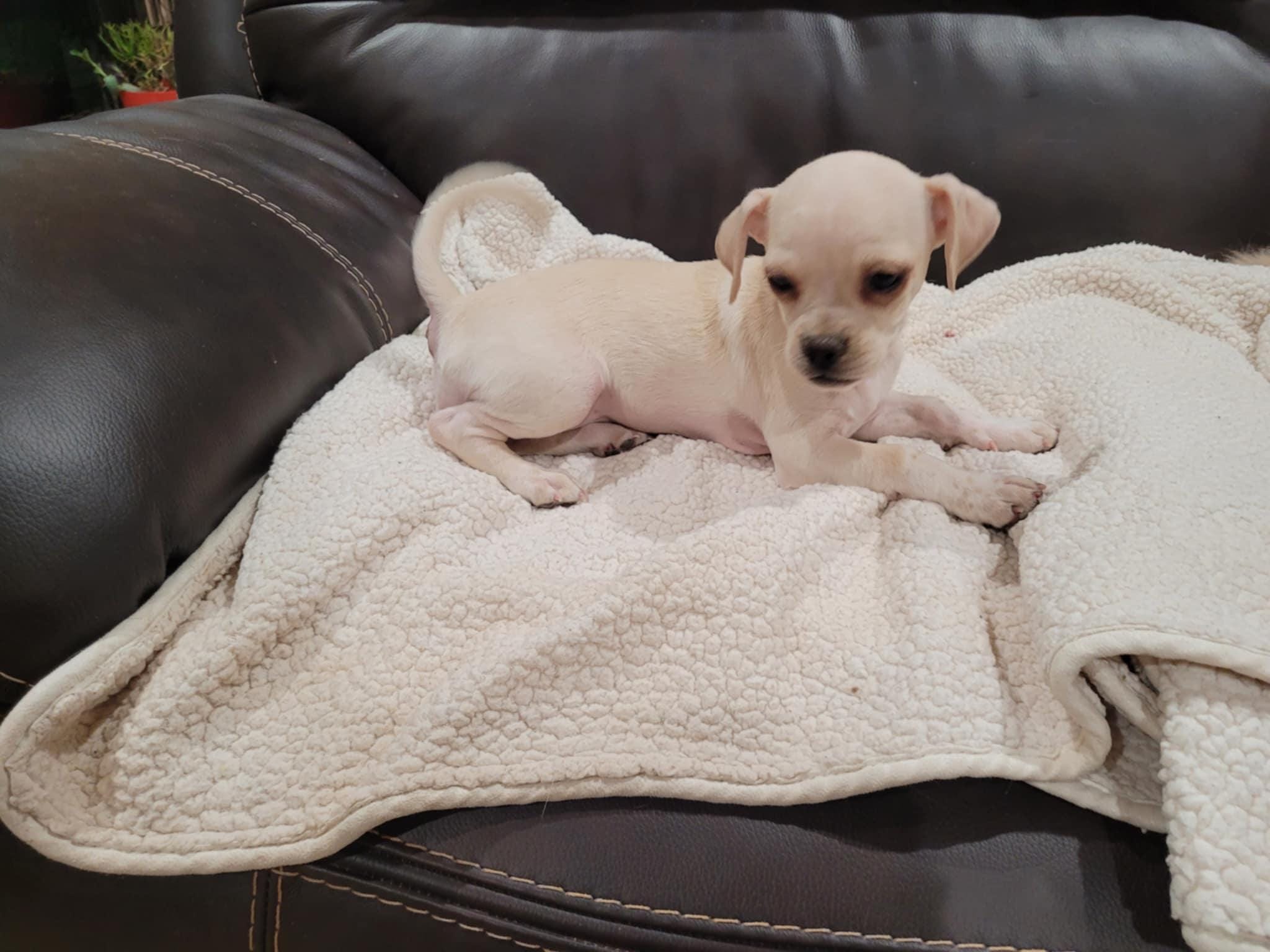 Adopt Izzy Today - Find Paw Pal