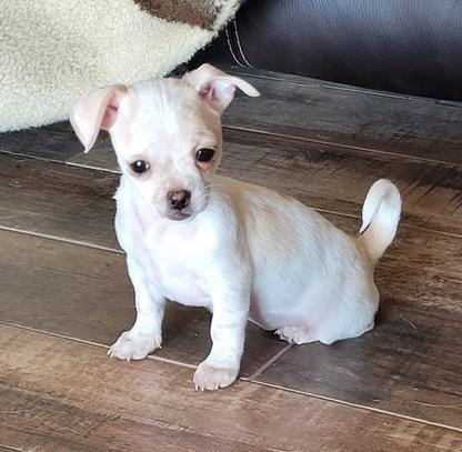 Adopt Lil' Bit Today - Find Paw Pal