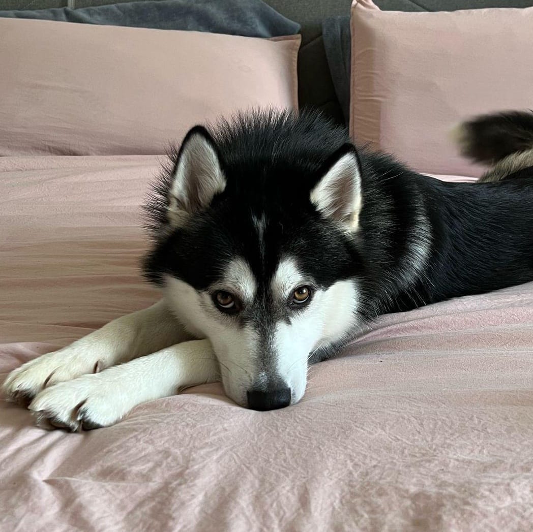 Adopt Nikki the pomsky Today - Find Paw Pal