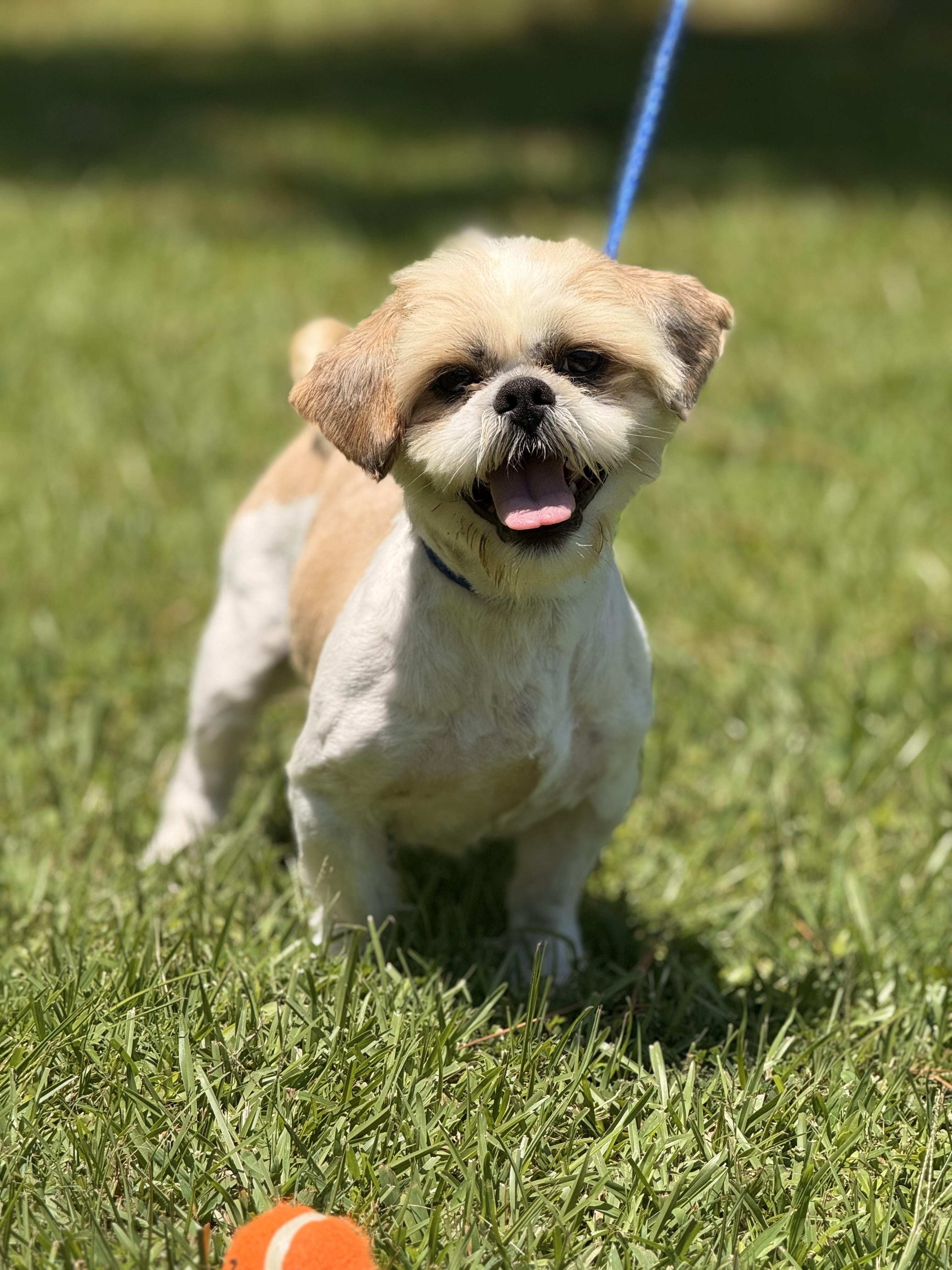 Adopt Drake Today - Find Paw Pal