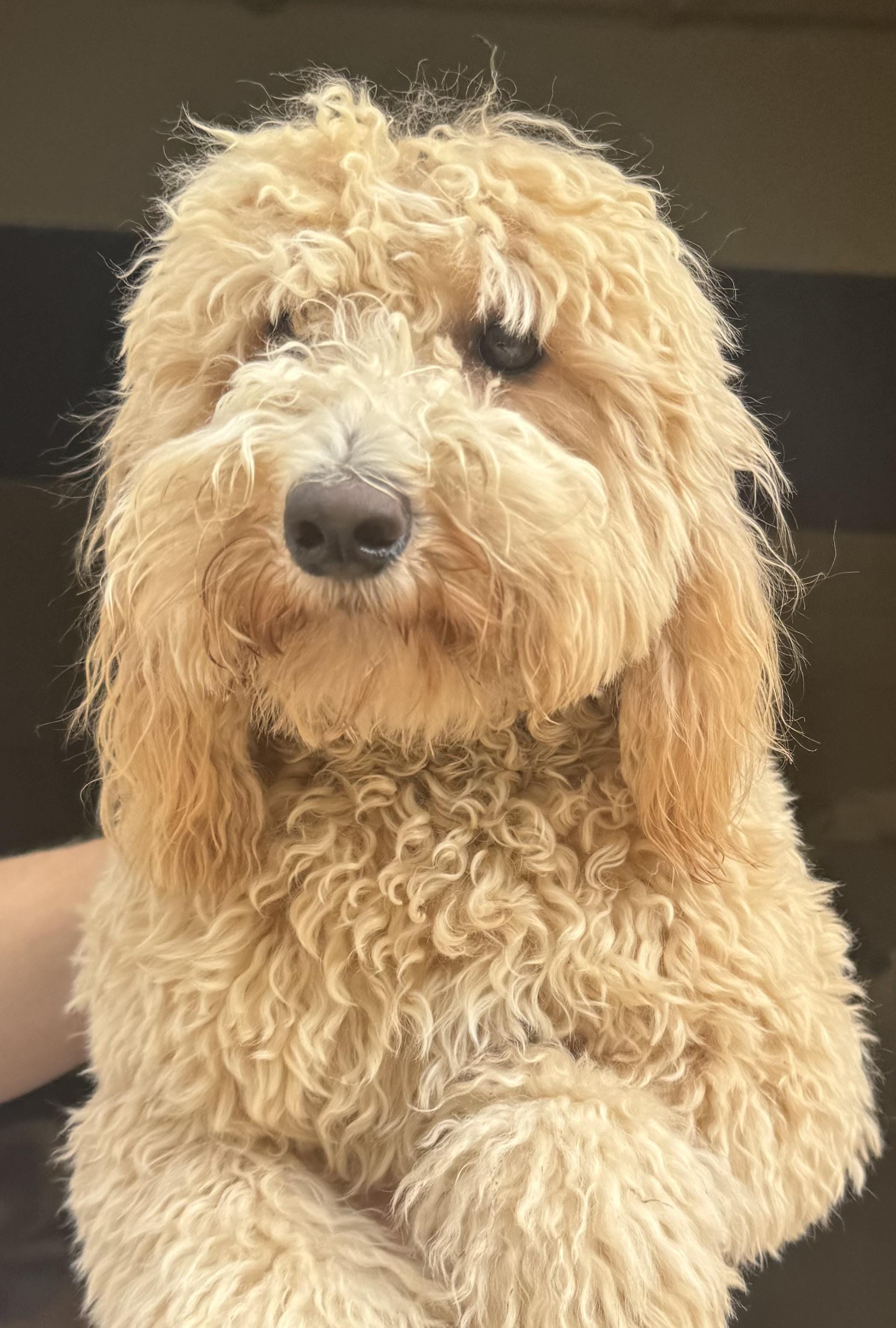 Adopt Mia Today - Find Paw Pal