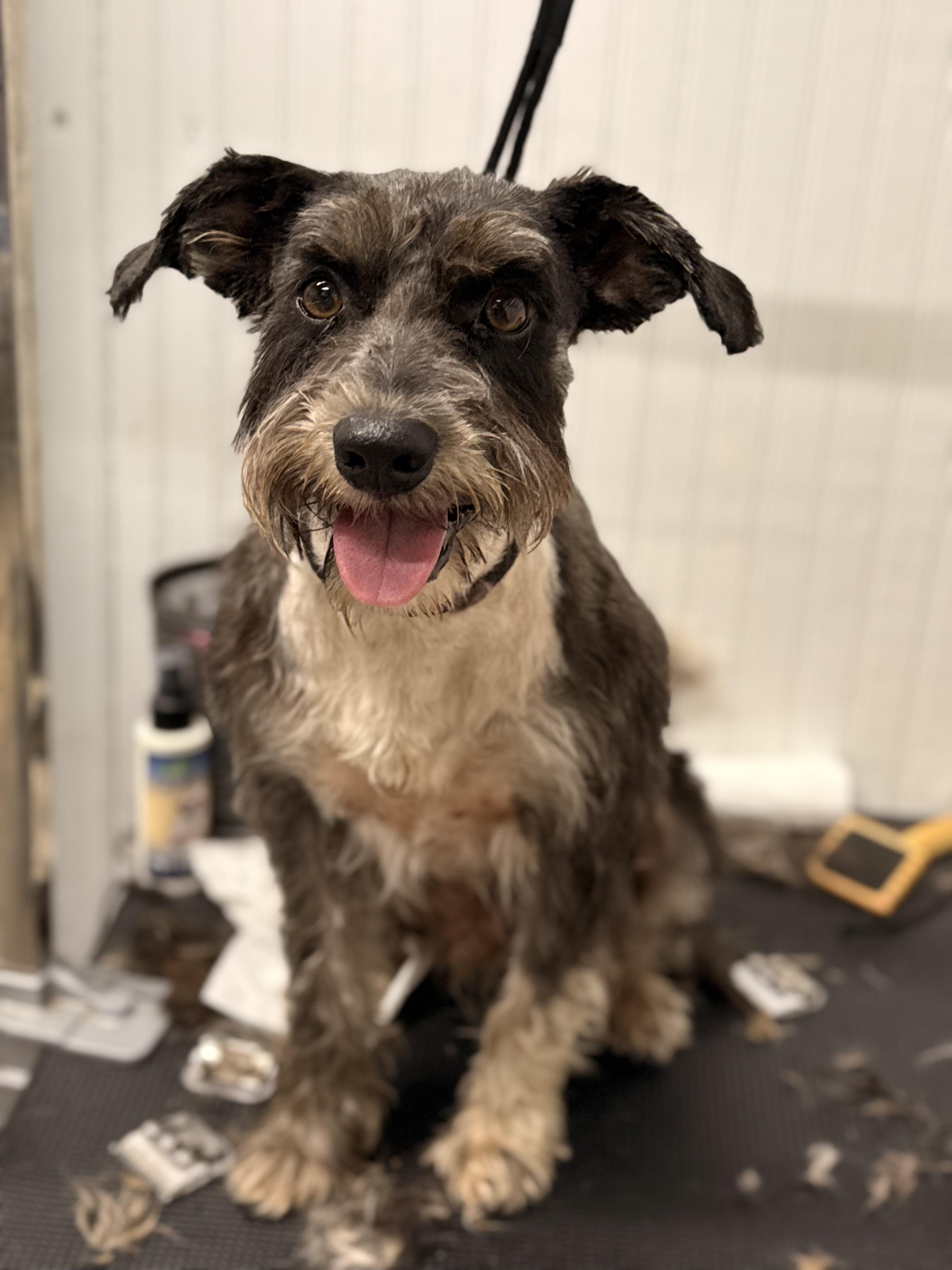 Adopt Tuffy Today - Find Paw Pal