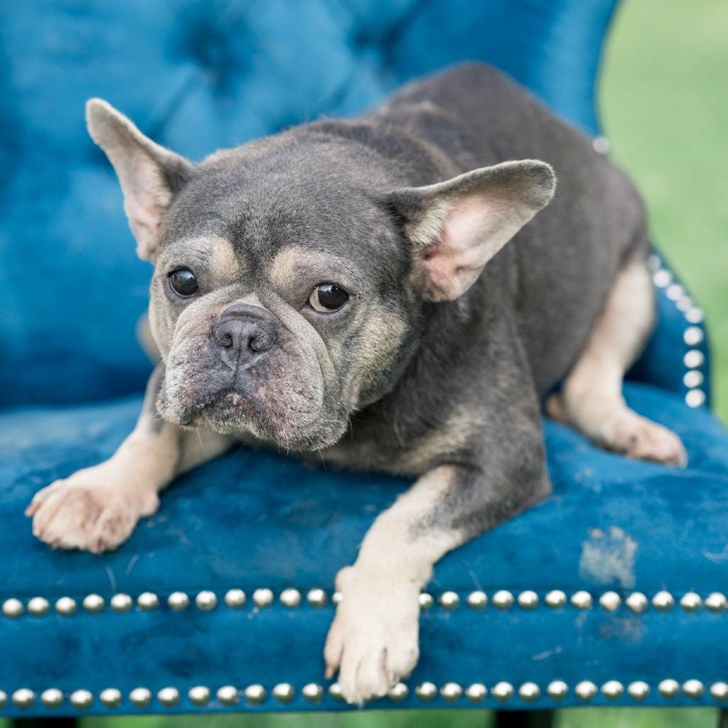 Adopt Barbie Today - Find Paw Pal