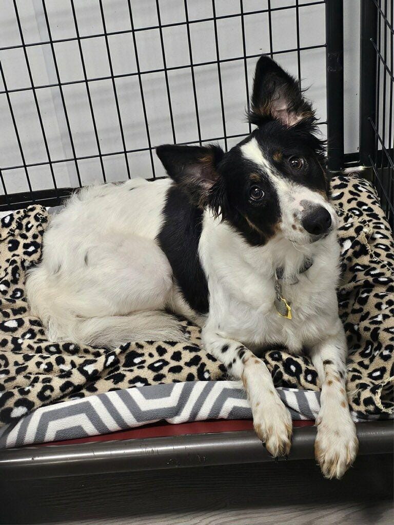 Adopt Layla Today - Find Paw Pal