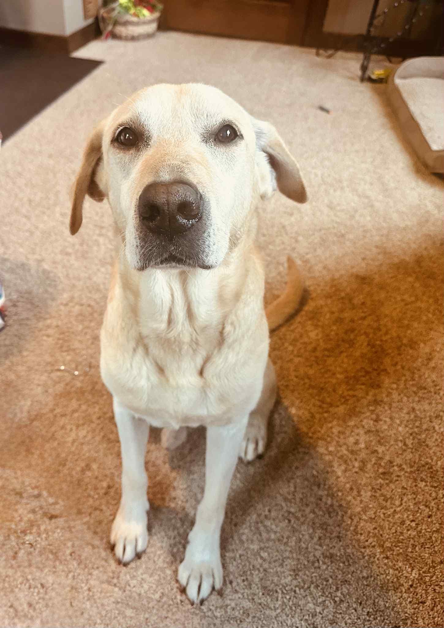 Adopt Henry Today - Find Paw Pal