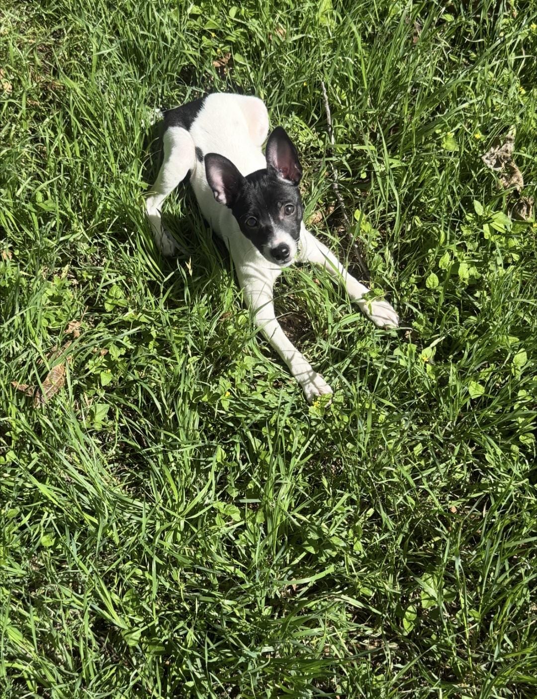 Adopt Little Britches Today - Find Paw Pal