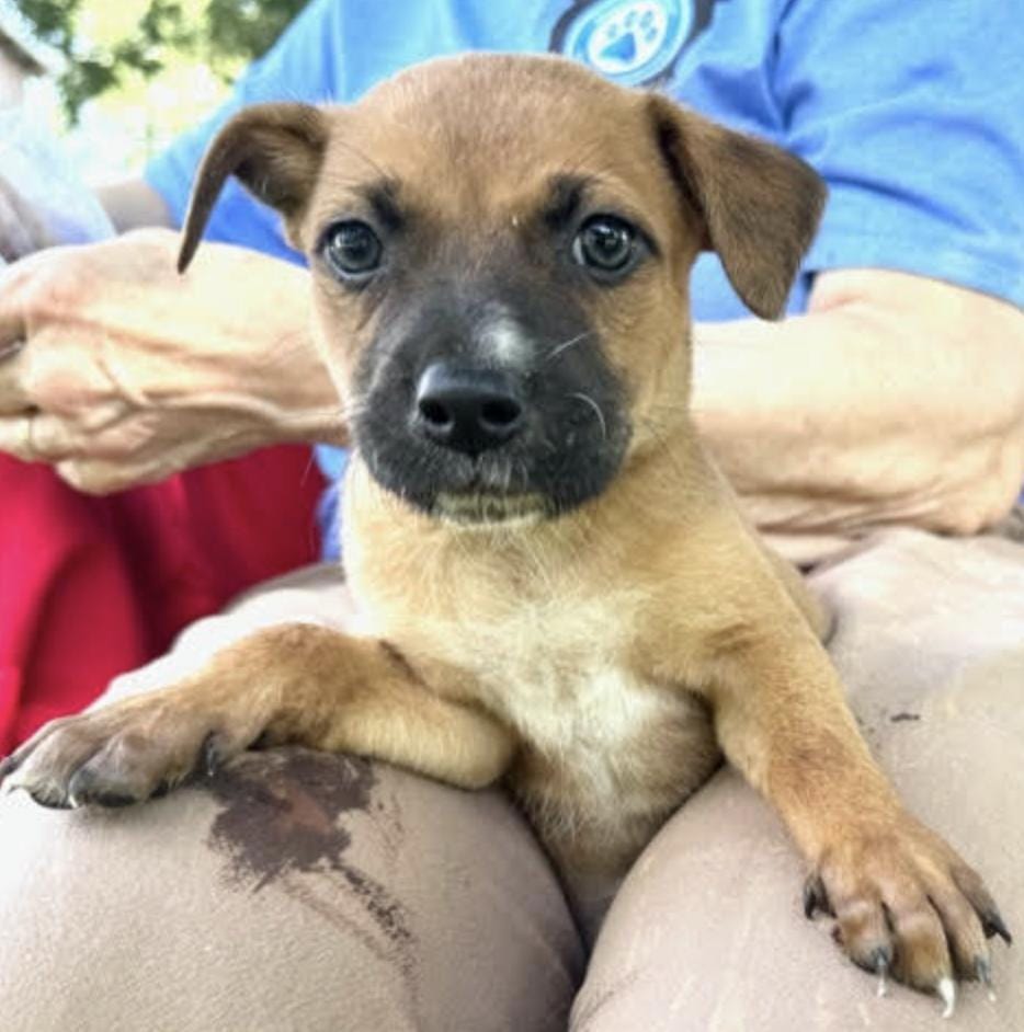 Adopt Ned Nuzzle ~ Local Boy Today - Find Paw Pal