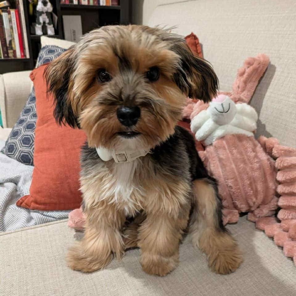 Adopt Bentley Today - Find Paw Pal