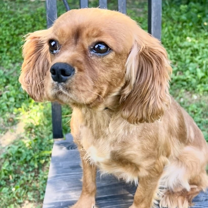 Adopt Jessica Fletcher Today - Find Paw Pal