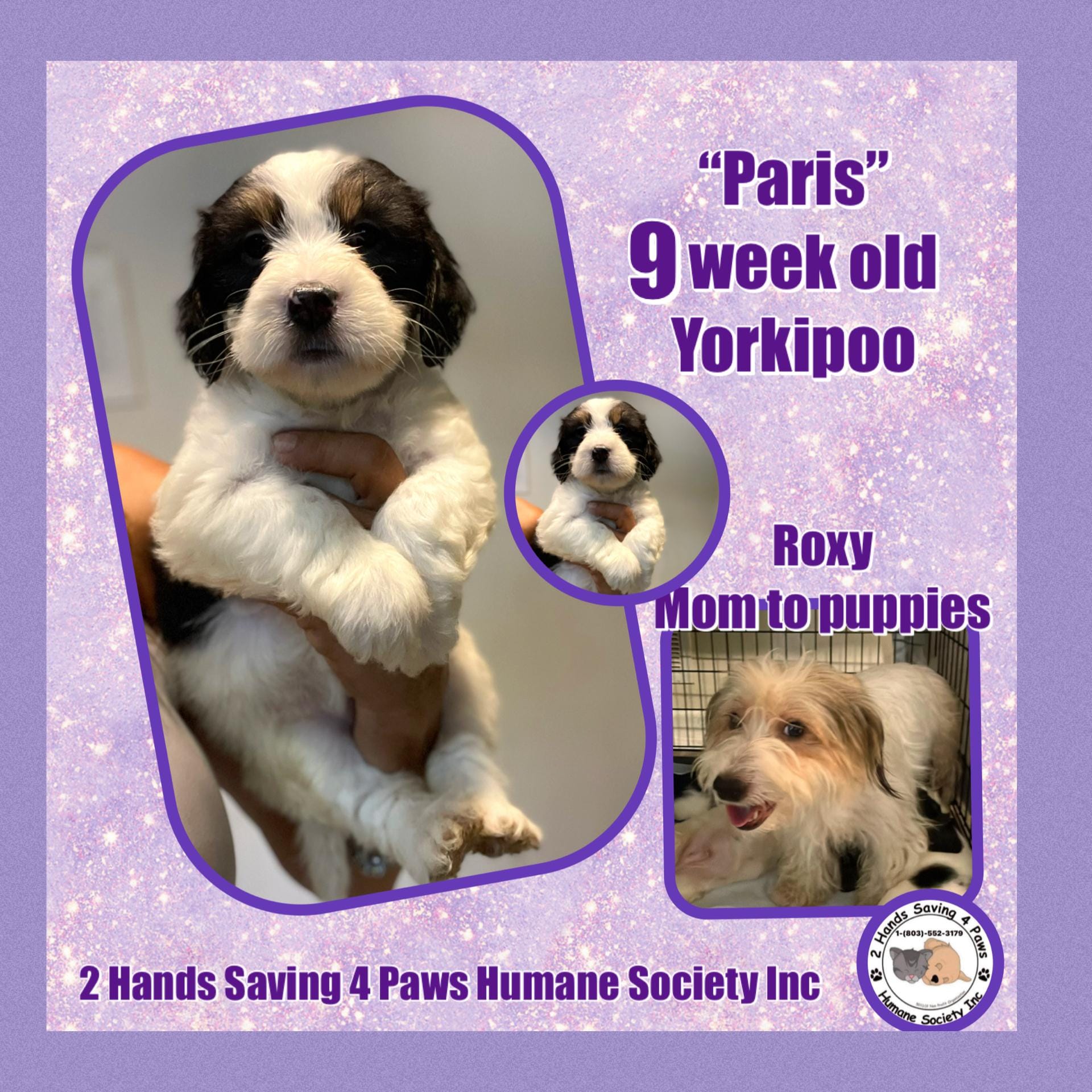 Adopt Paris-Poo Today - Find Paw Pal