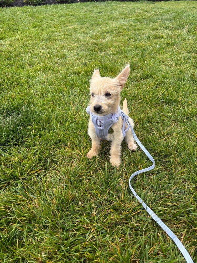 Adopt Teagan Today - Find Paw Pal