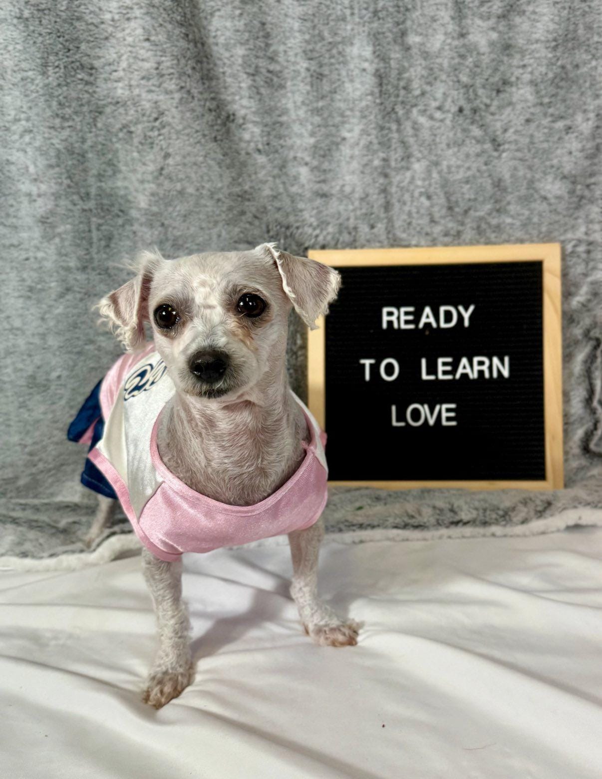 Adopt Sarah Today - Find Paw Pal