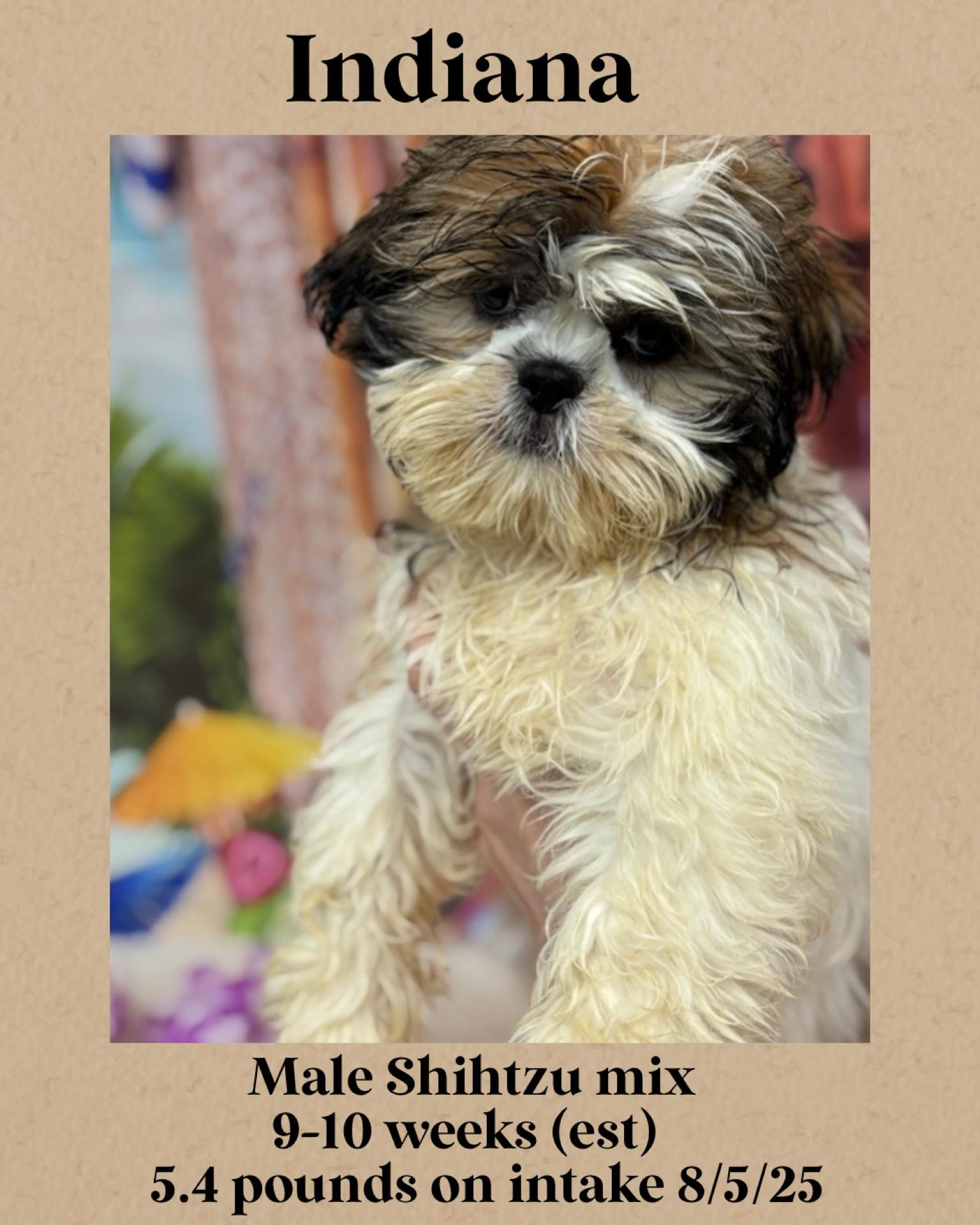 Adopt Indiana Today - Find Paw Pal