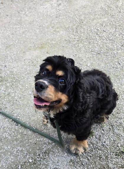 Adopt BEC Today - Find Paw Pal