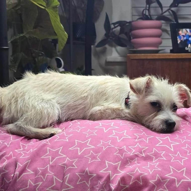 Adopt Jennie Today - Pets TheCountyOffice