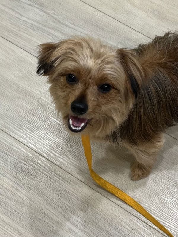 Adopt Kevin Today - Find Paw Pal