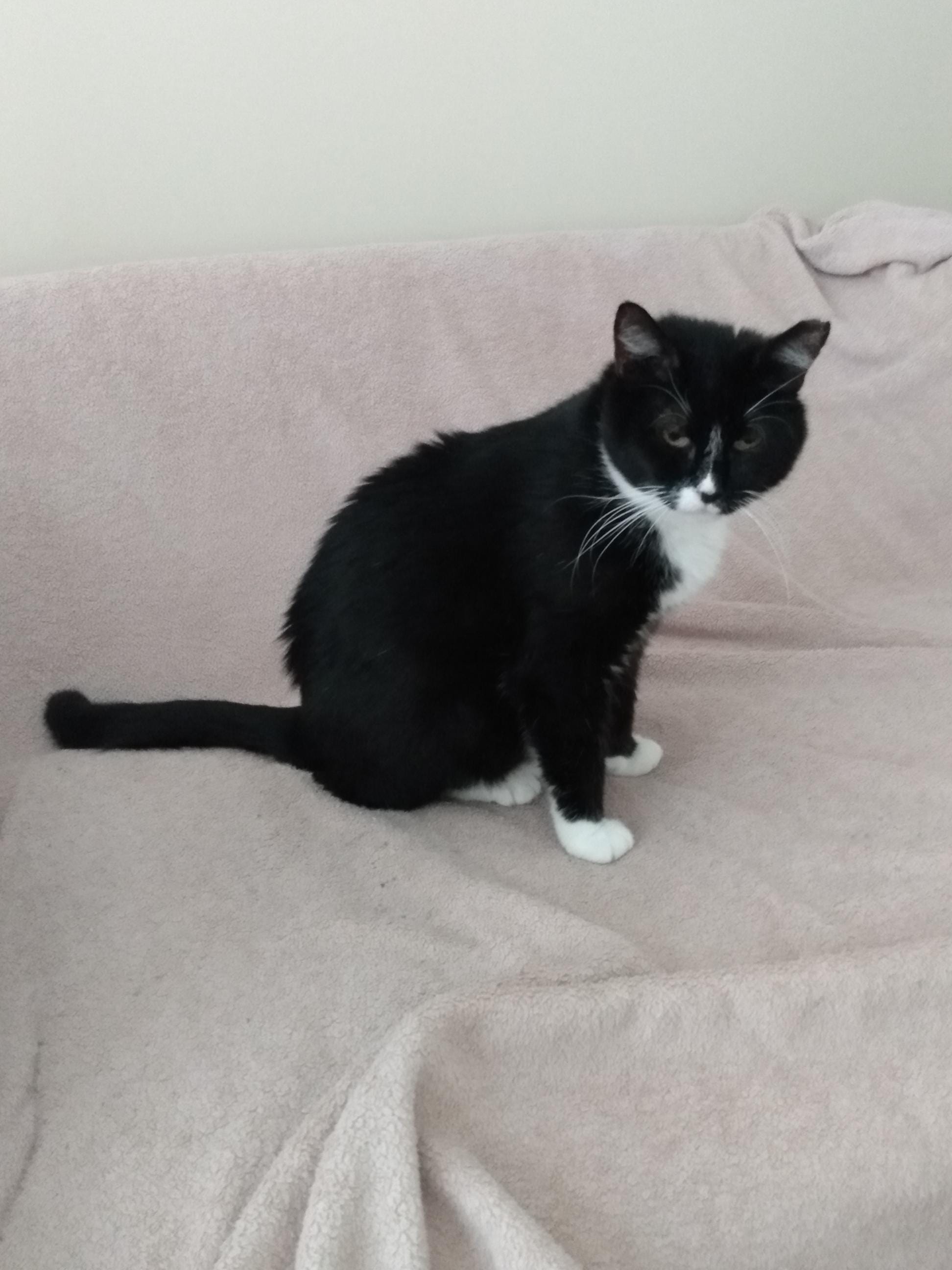 Adopt Punky Today - Find Paw Pal