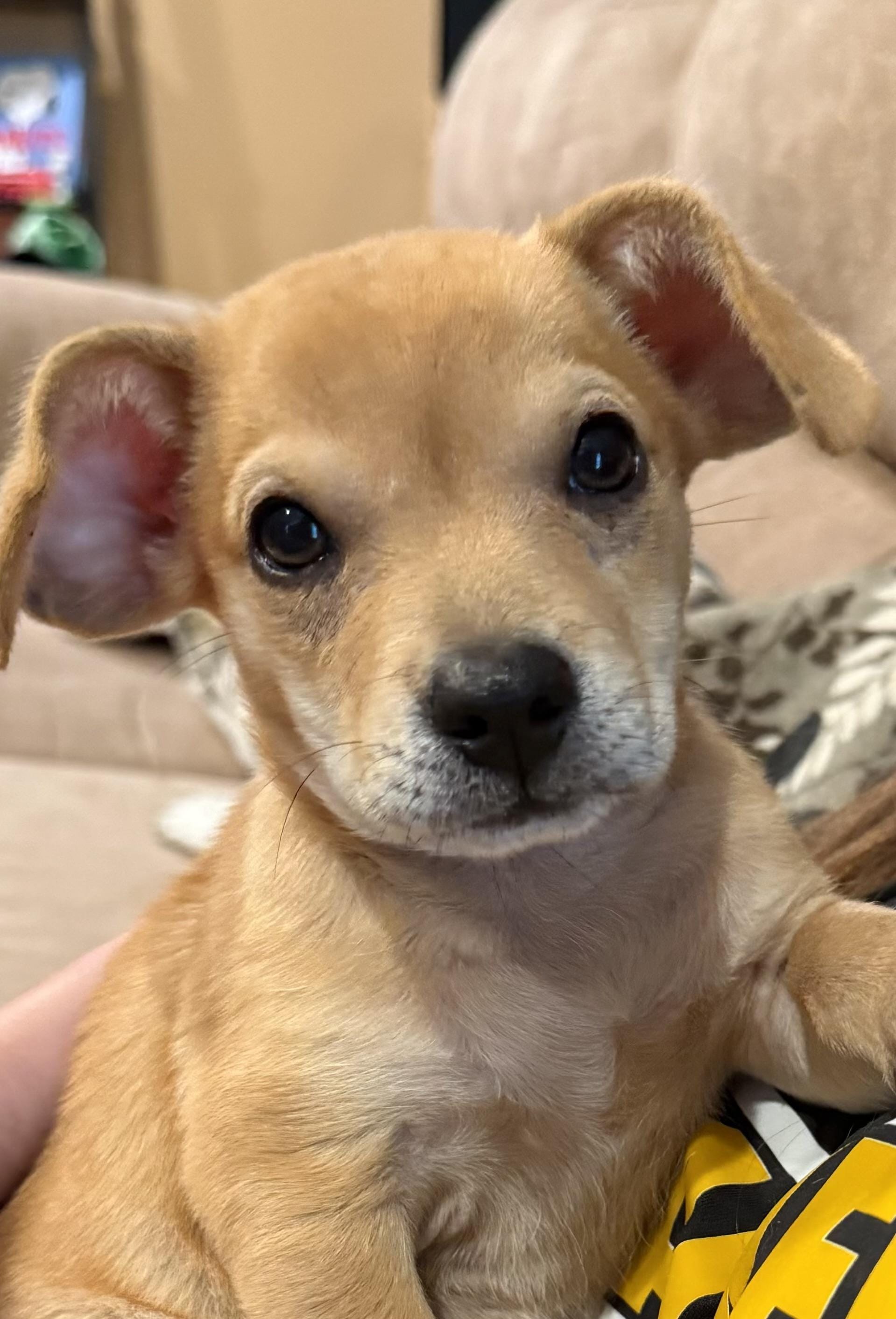 Adopt Ranger Today - Find Paw Pal