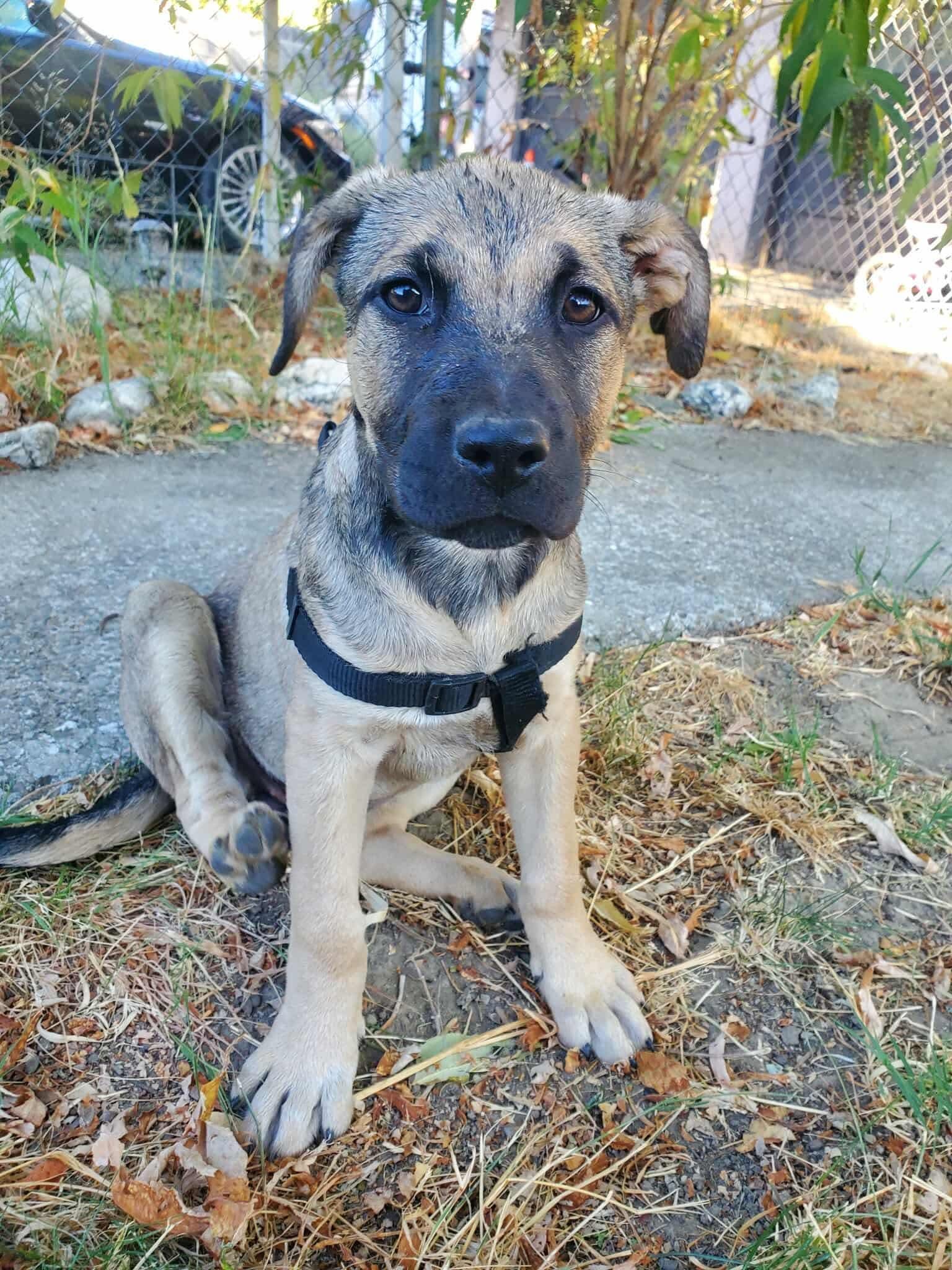 Adopt ALINA Today - Find Paw Pal