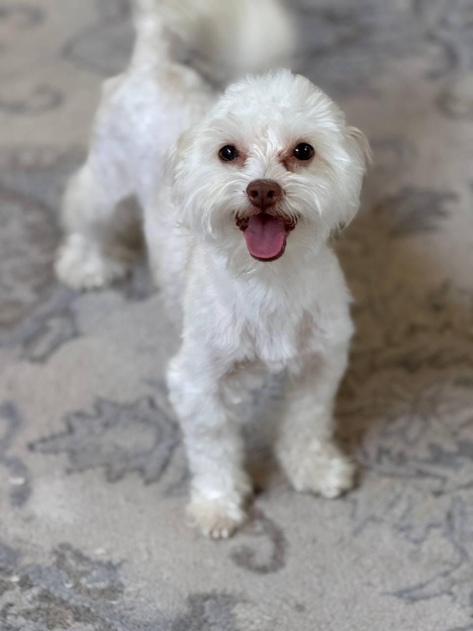 Adopt Simba Today - Find Paw Pal