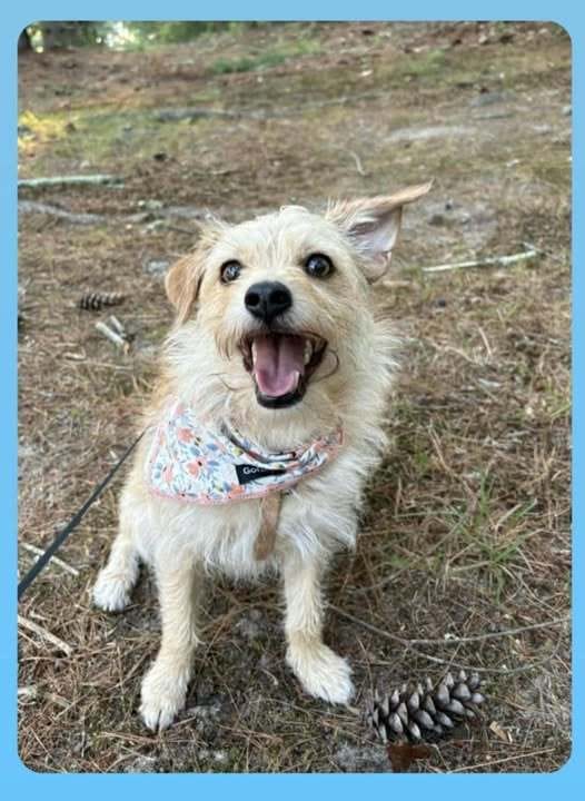 Adopt Poppy - Pawsome Girl! Today - Find Paw Pal