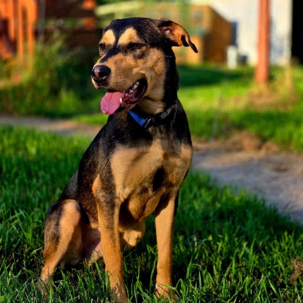 Adopt Bruno Today - Find Paw Pal