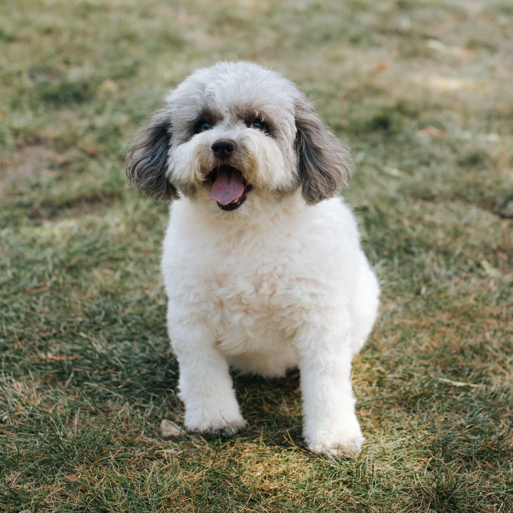 Adopt Izzy Today - Find Paw Pal