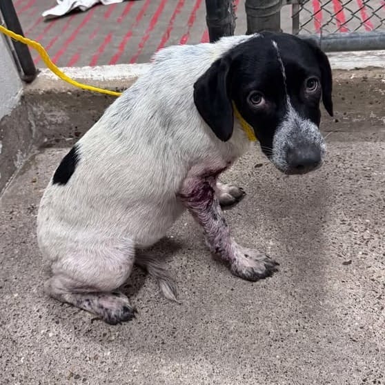 Adopt PENNY Today - Find Paw Pal