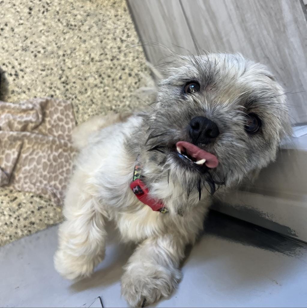 Adopt Cornelius Today - Find Paw Pal