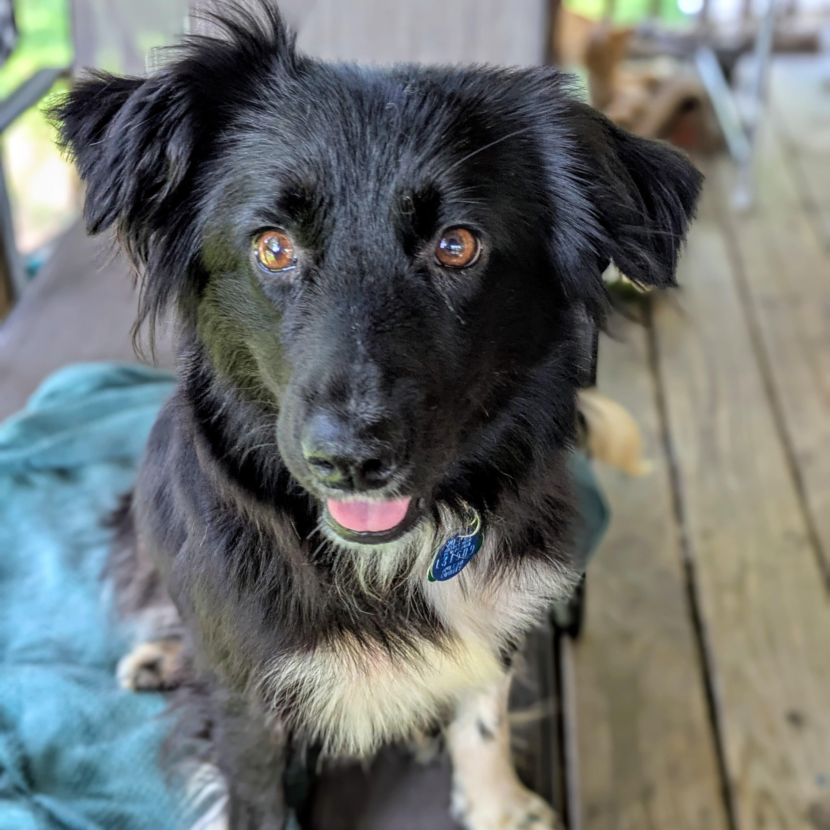 Adopt Leah Today - Find Paw Pal