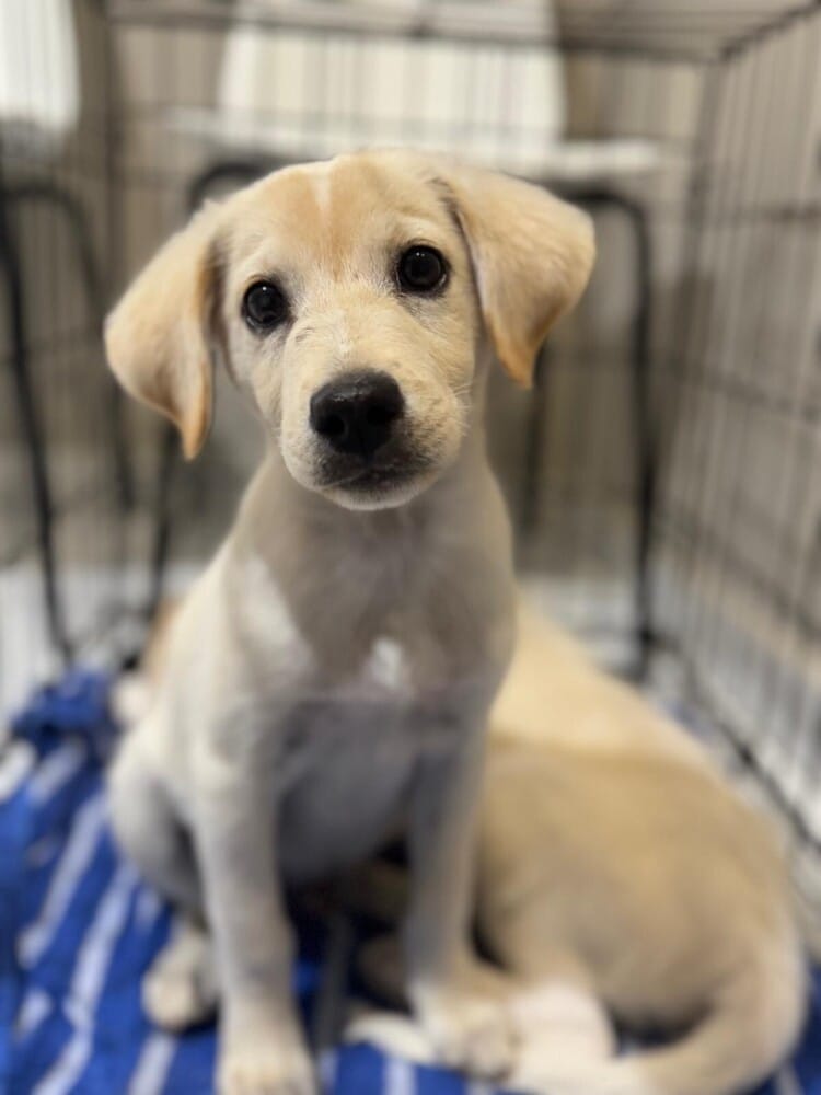 Adopt Jannik Sinner Today - Pets TheCountyOffice
