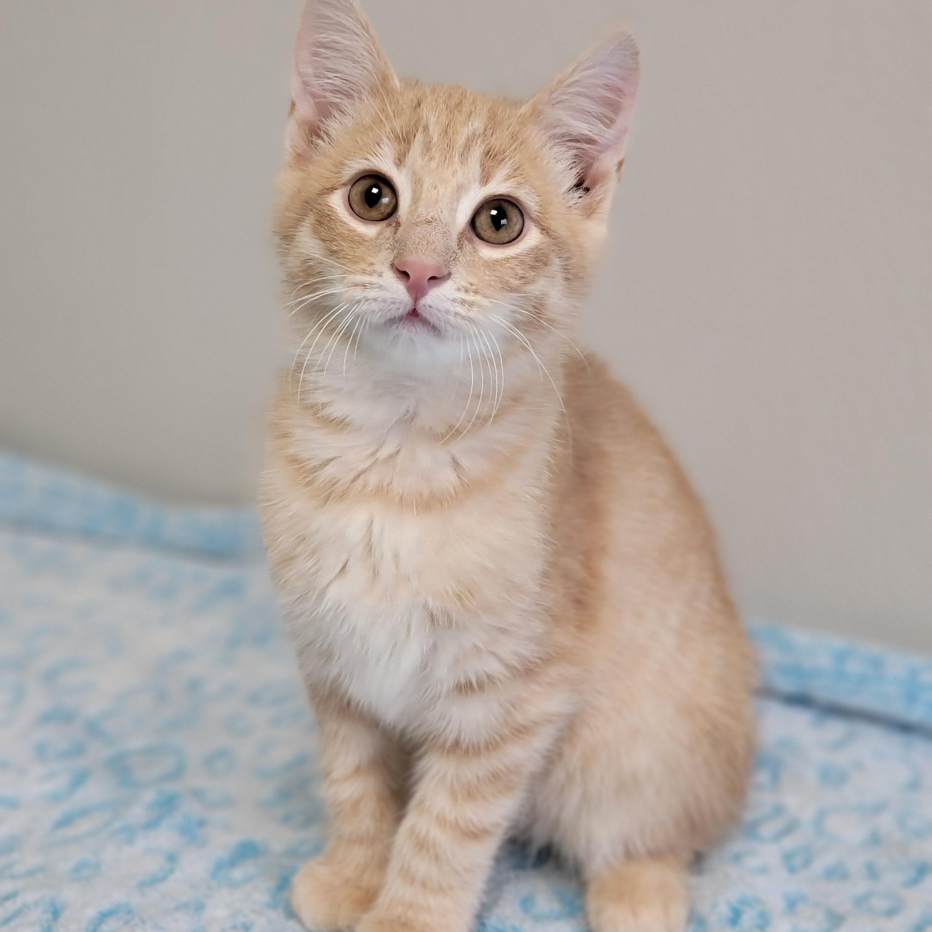 Adopt Aaron Today - Find Paw Pal