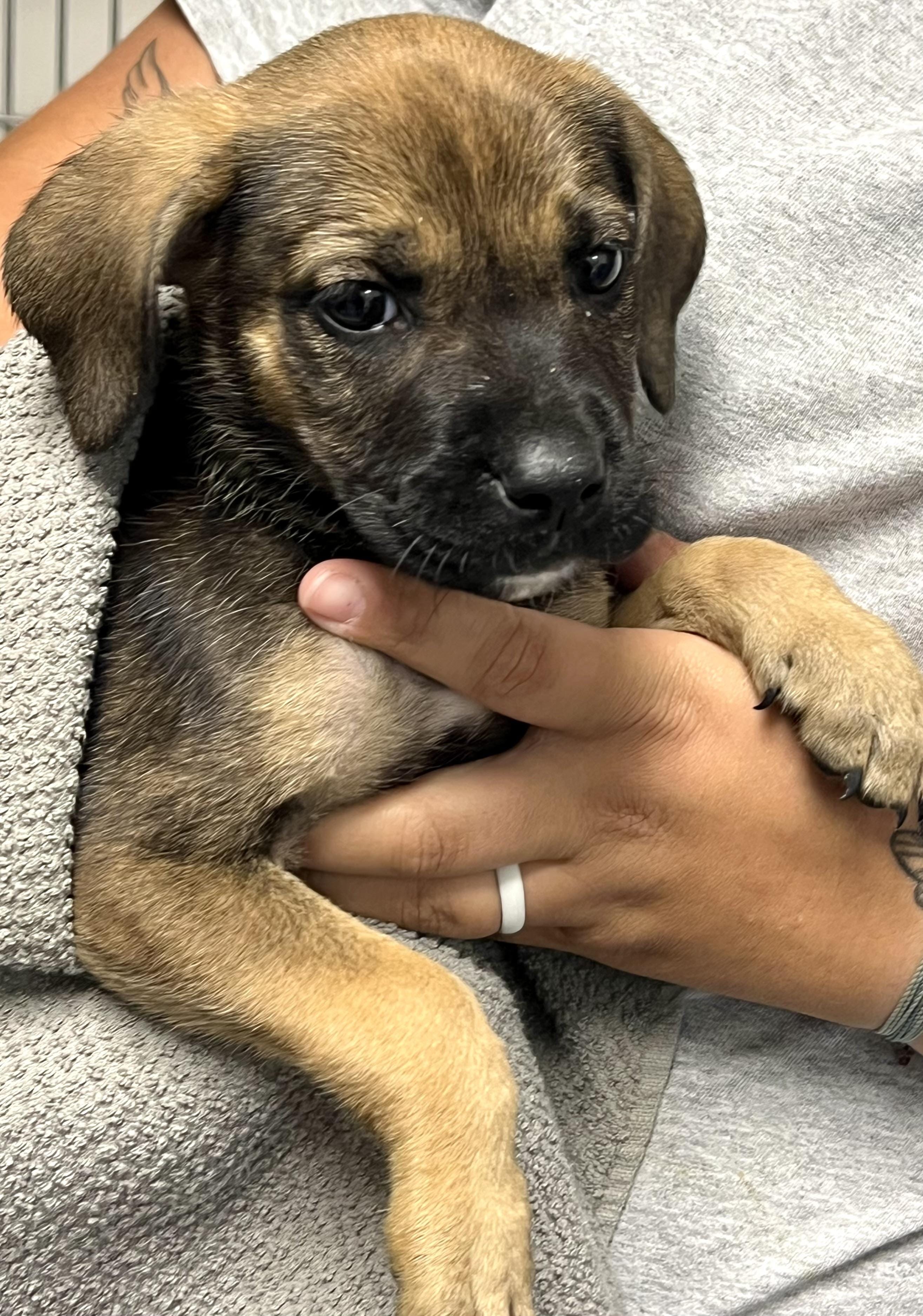 Adopt Aggie Today - Find Paw Pal