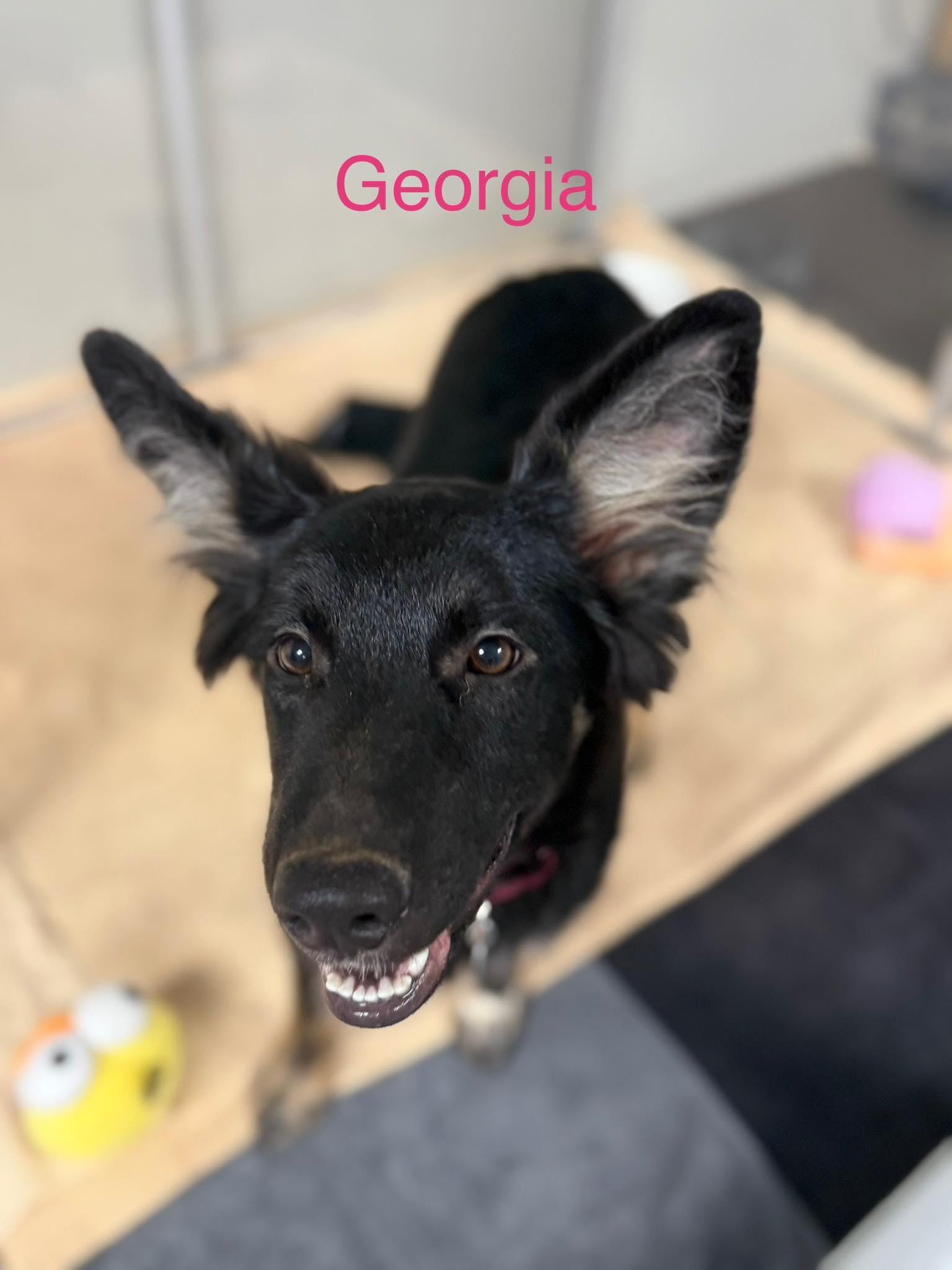 Adopt Georgia Today - Find Paw Pal