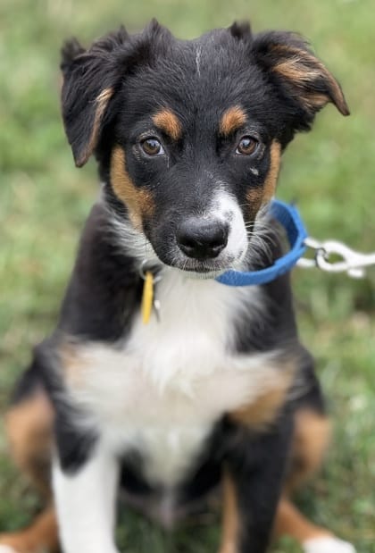 Adopt Dexter Today - Find Paw Pal