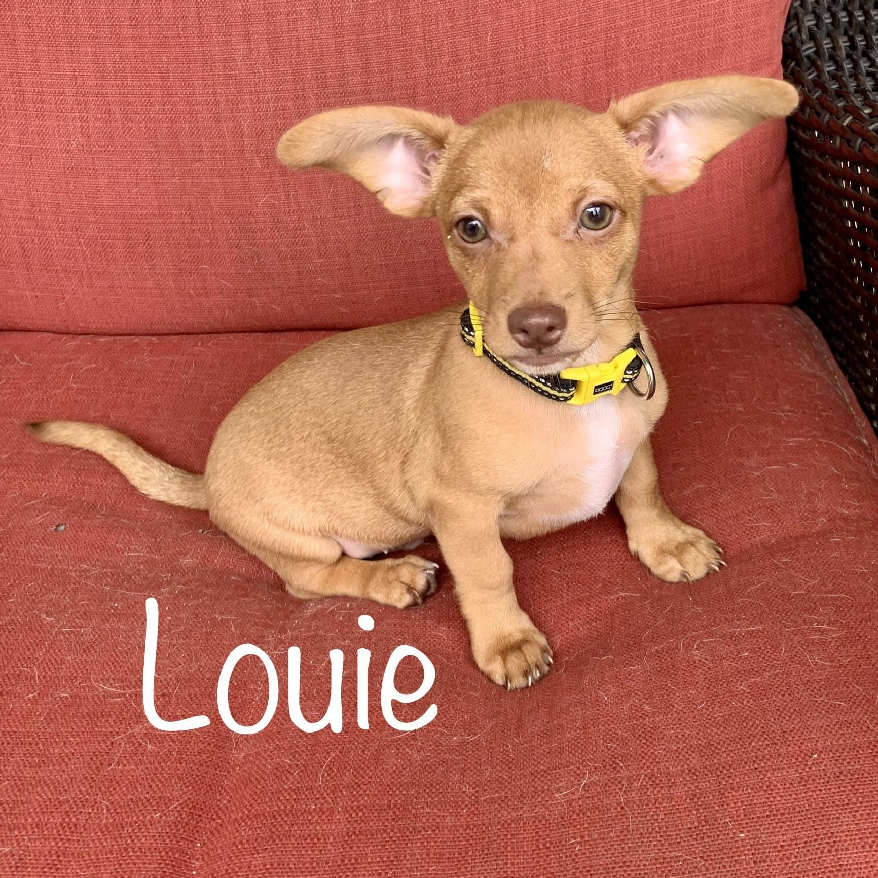 Adopt Meet Louie * MN Today - Find Paw Pal