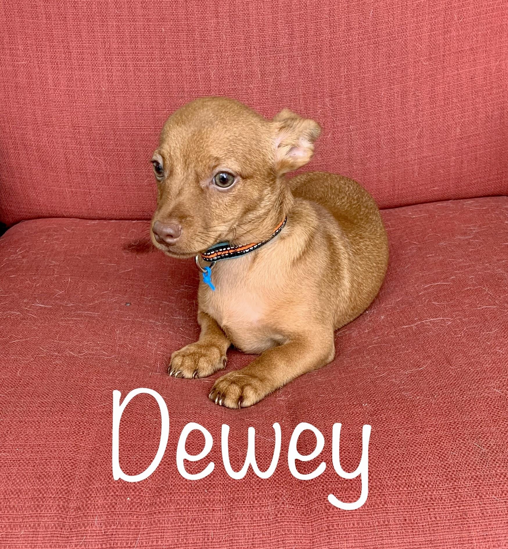 Adopt Meet Dewey * MN Today - Find Paw Pal