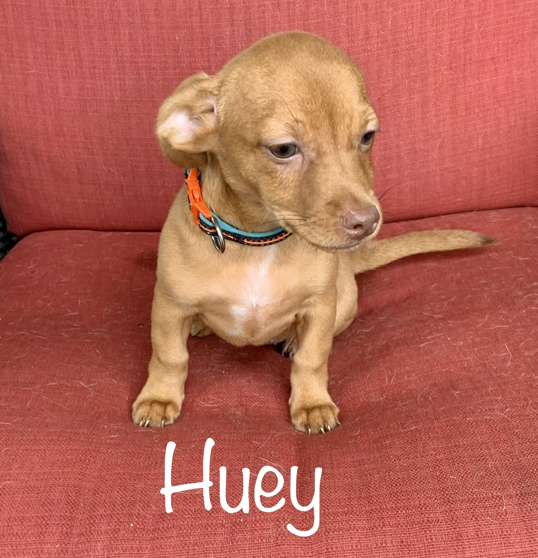 Adopt Meet Huey * MN Today - Find Paw Pal