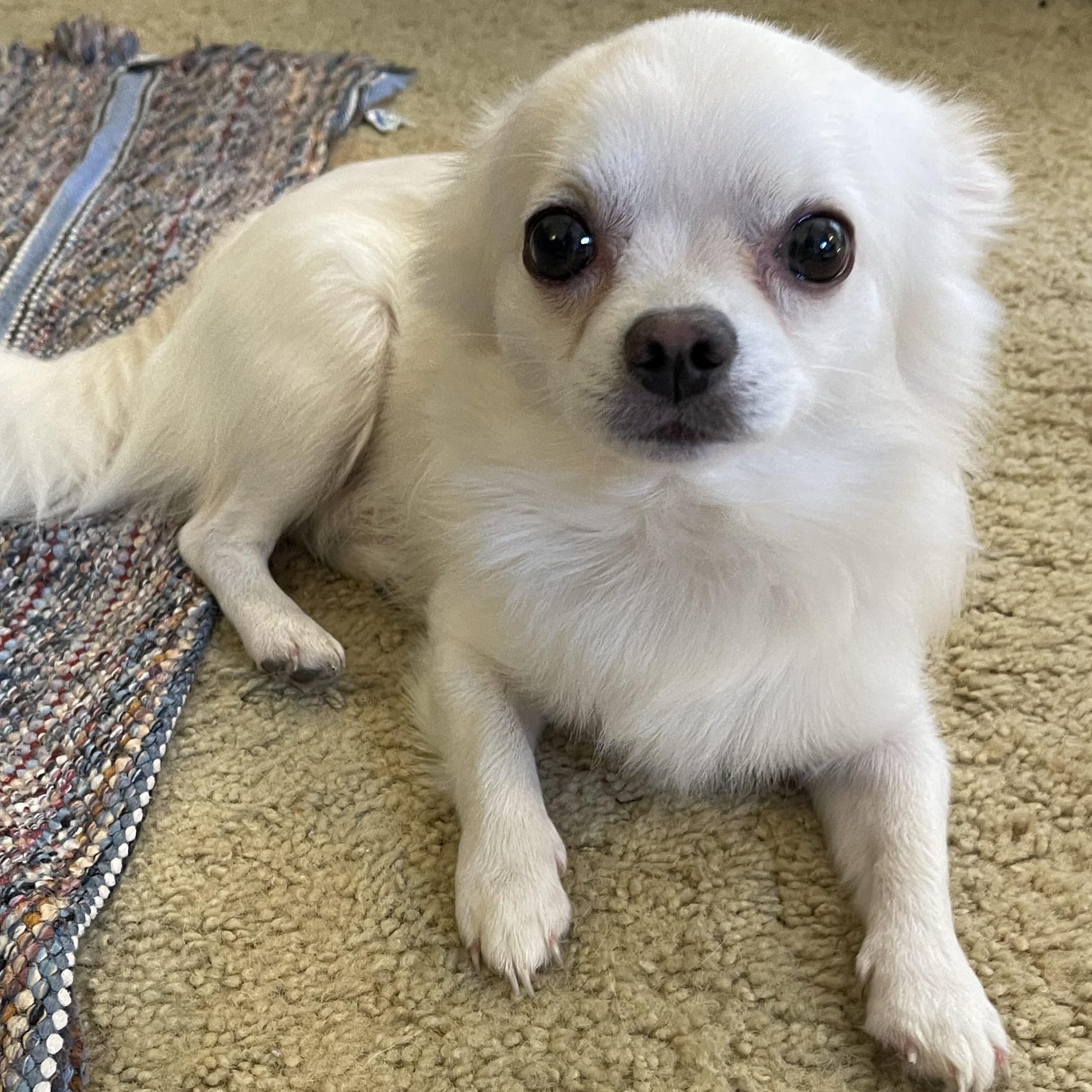 Adopt Apple Jack Today - Find Paw Pal